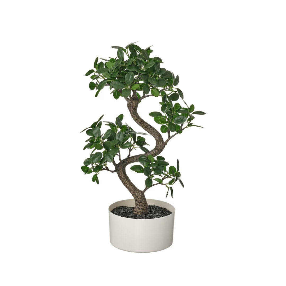 Plants & Pots for Every Home Style – Maltashopper.com